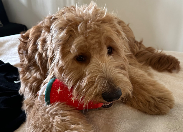 Bayes - Michael Issa