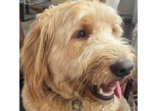 Bayes - Michael Issa